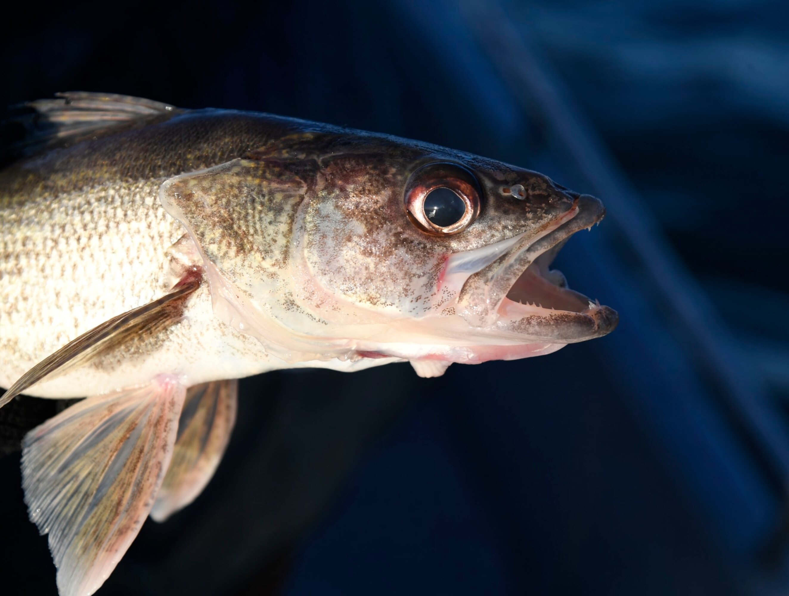 Jacob Runyan, Chase Cominsky Plead Not Guilty to Cheating Charges at ...