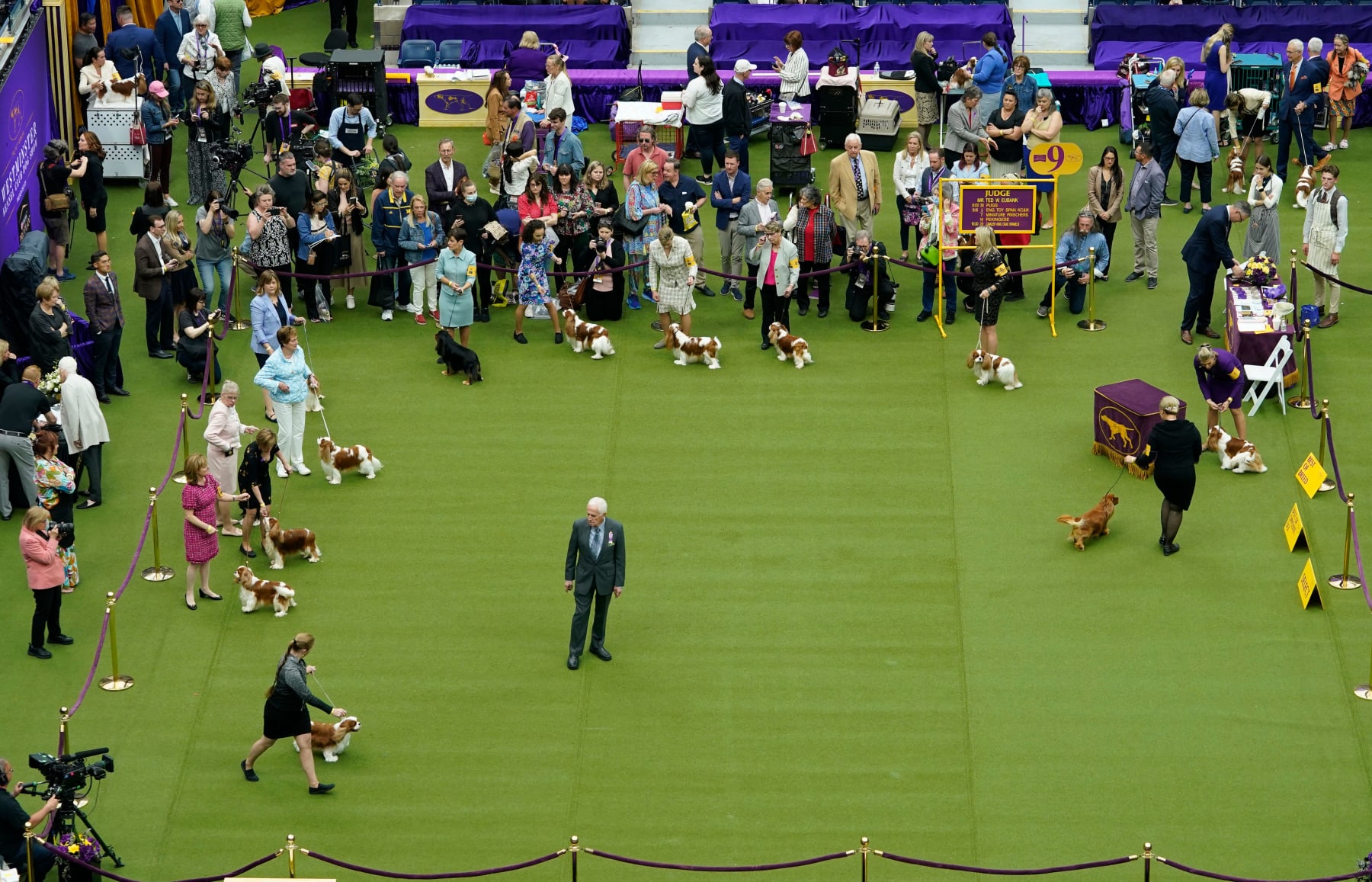 Westminster Dog Show 2023 Results: Best of Breed Winners and Monday Recap