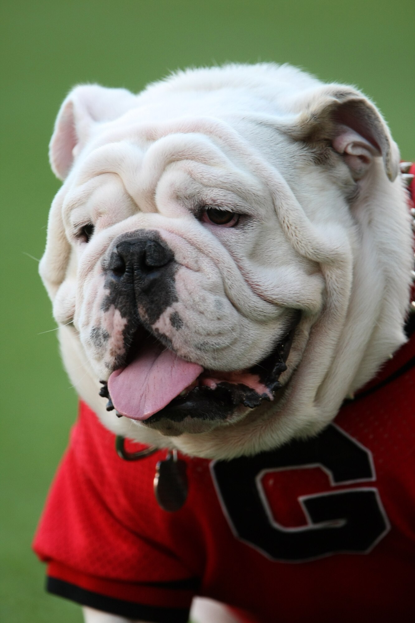 Ready for Uga VIII? A look back at Georgia's beloved mascot