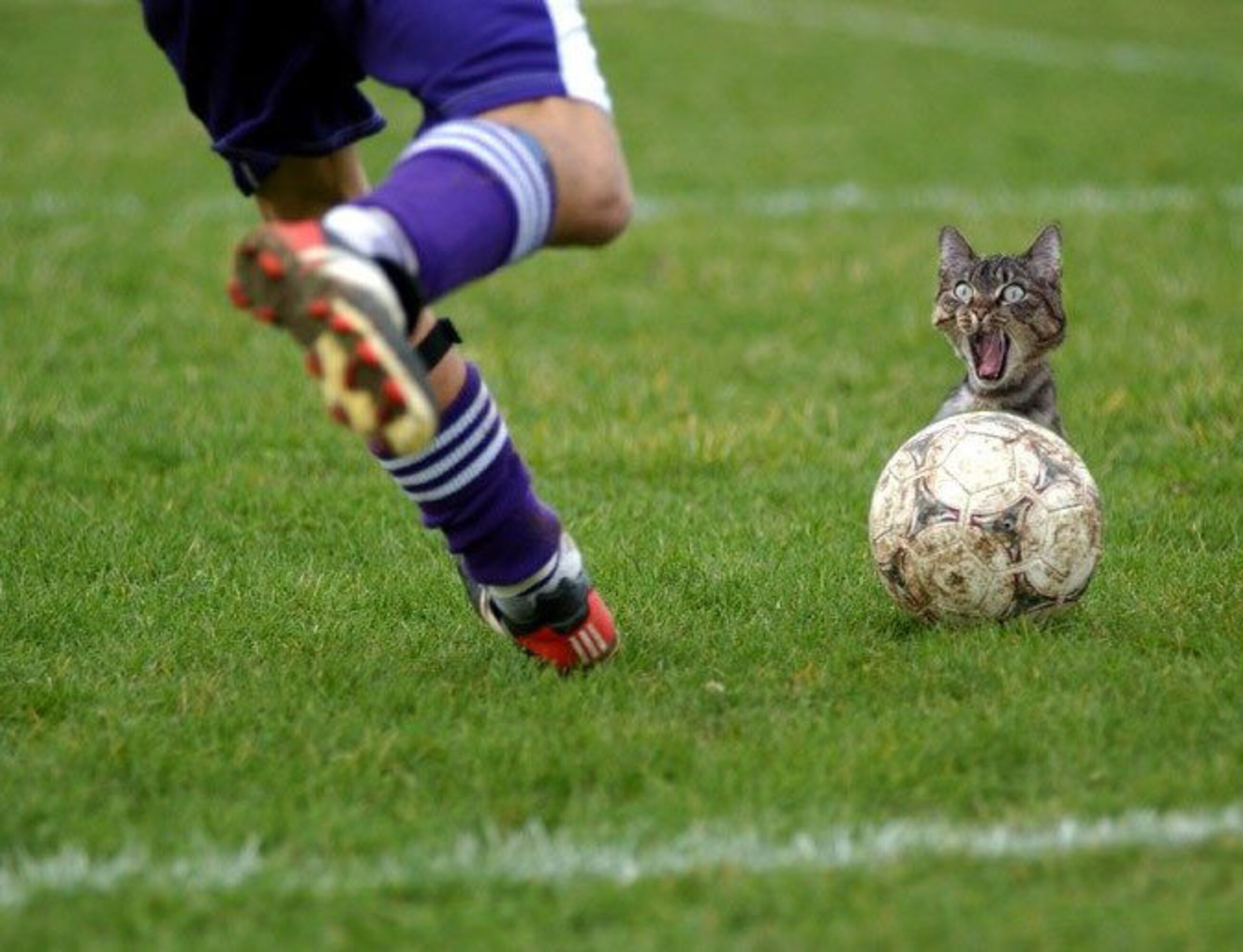 Funny Football Pictures from Around the World