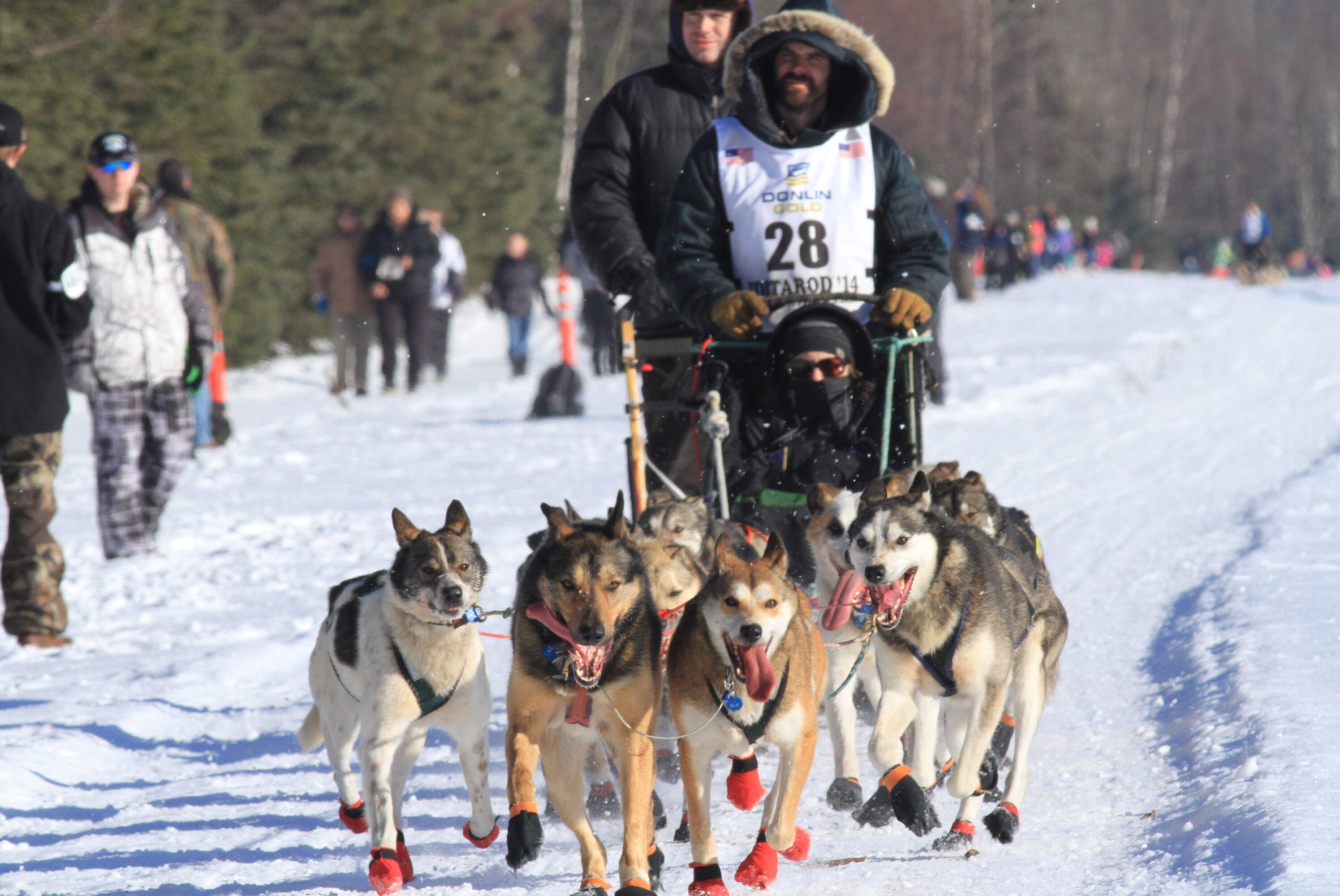 Iditarod 2014: Updated Results, Dog Sled Standings, Schedule and Top ...