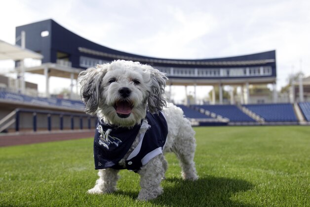 Hank The Ballpark Pup Becomes Official Member Of Milwaukee Brewers