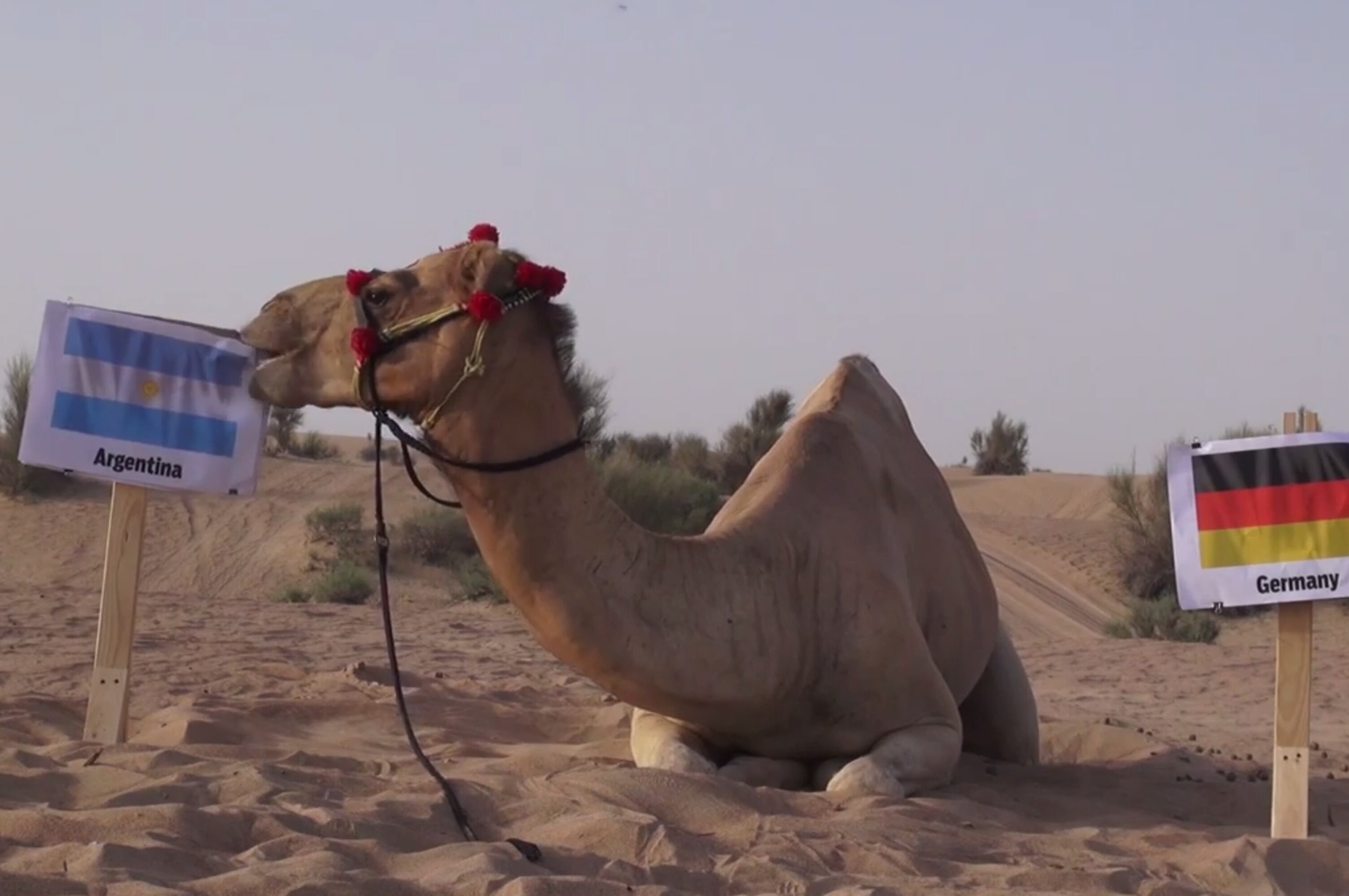 Shaheen the Clairvoyant Camel Predicts Argentina over Germany in World ...