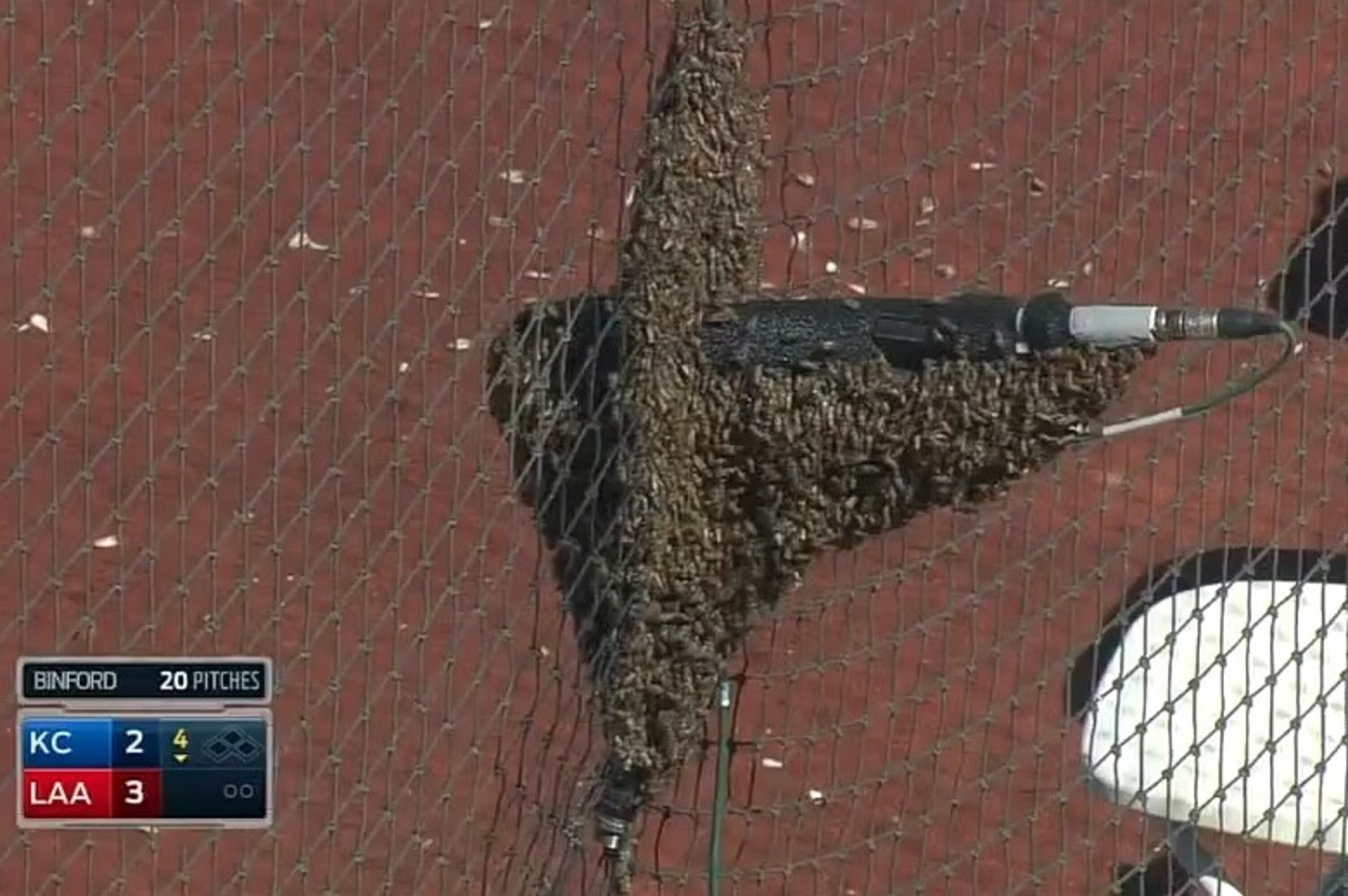 Massive Swarm of Bees Delays Royals-Angels Spring Training Game