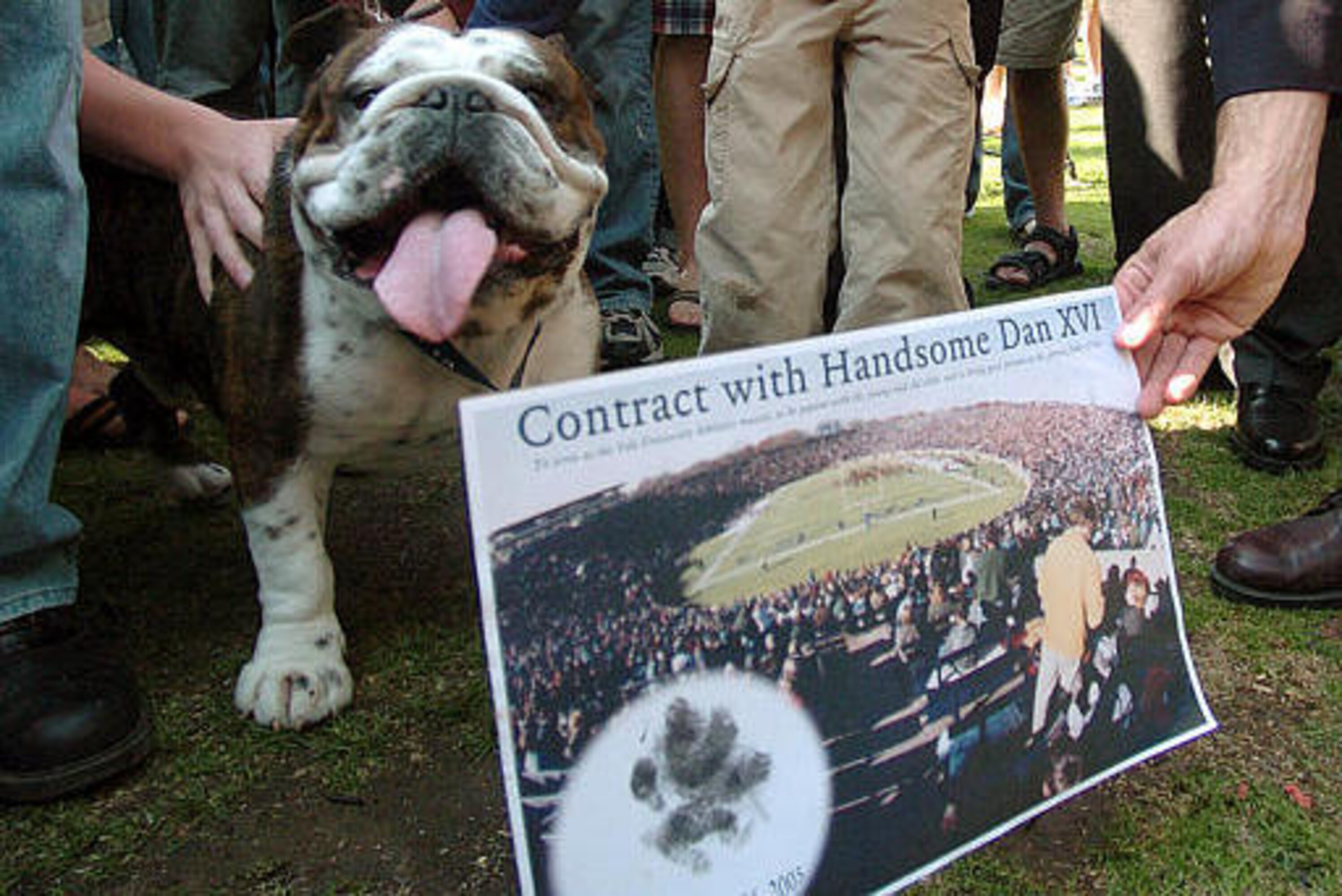 Definitive Ranking of the Cutest Dog Mascots