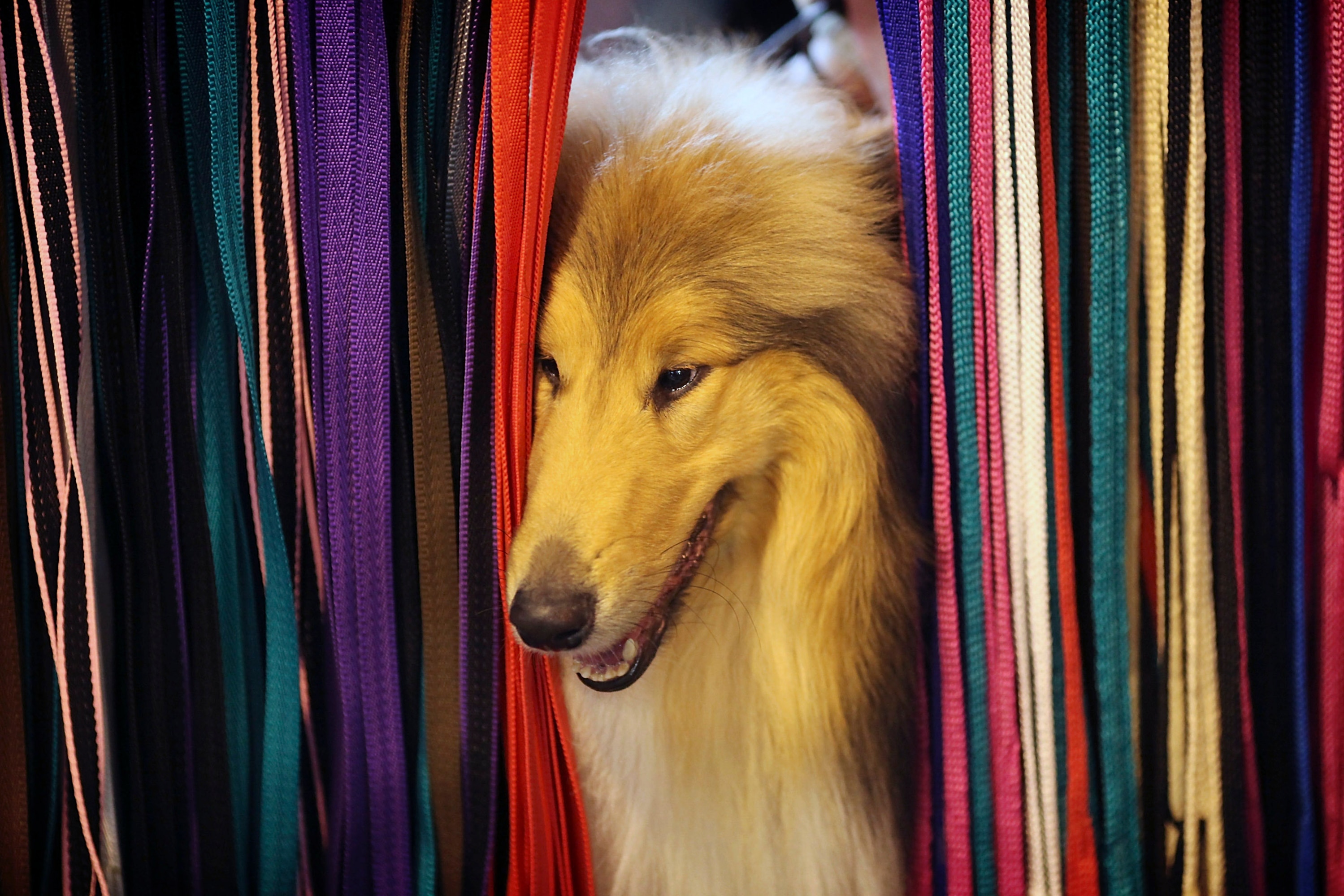 Crufts Dog Show Results 2015: Daily Winners, Updated Schedule and TV Info